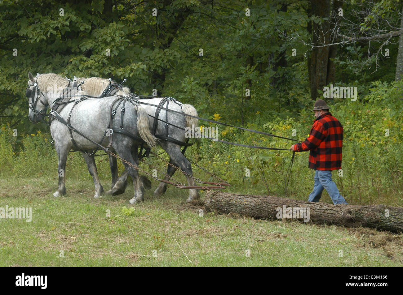 A demonstration of horse logging techniques, showing the use of horses ...
