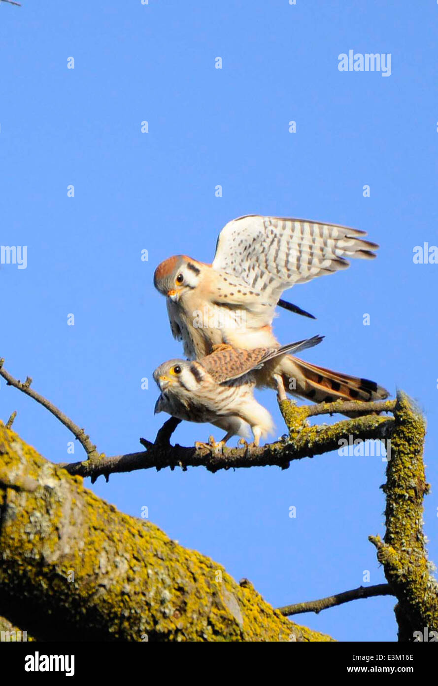 Mating falcons hi-res stock photography and images - Alamy