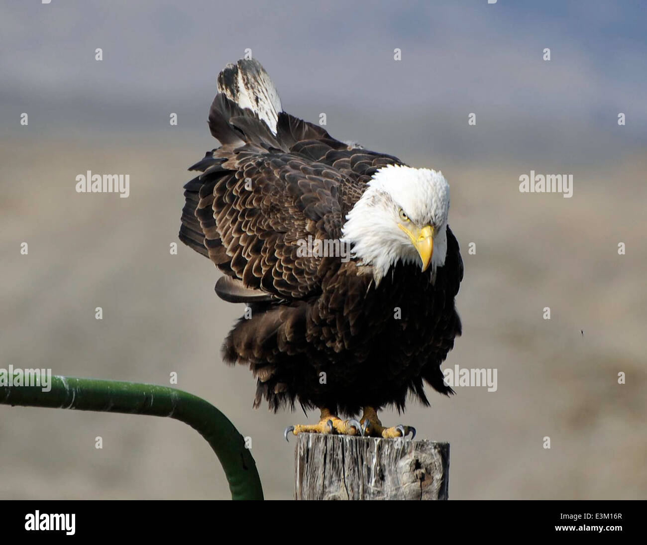 American bald eagle migration hi-res stock photography and images - Alamy