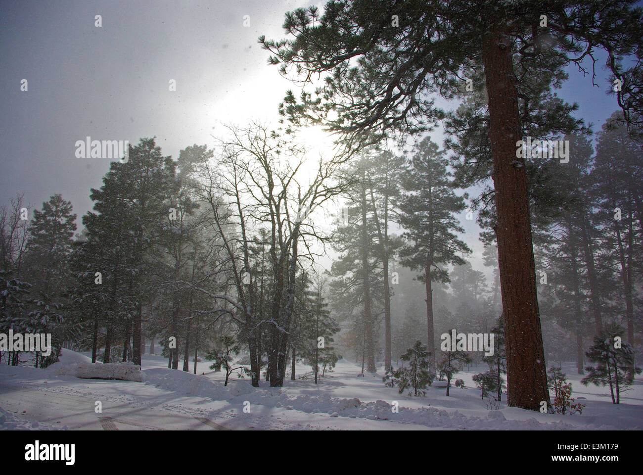 Mogollon rim snow hi-res stock photography and images - Alamy