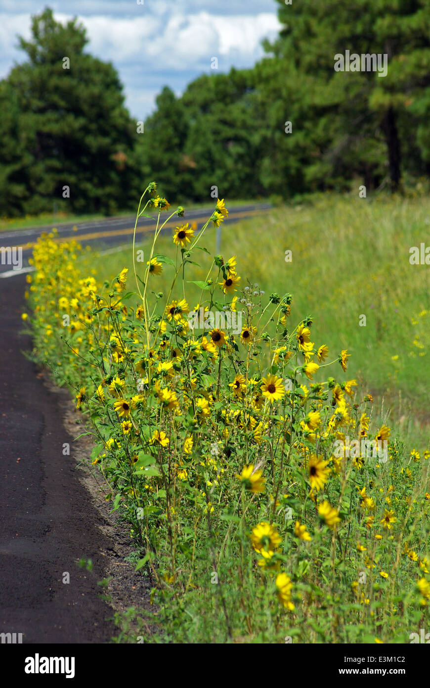 Wildflowerviewing hi-res stock photography and images - Alamy