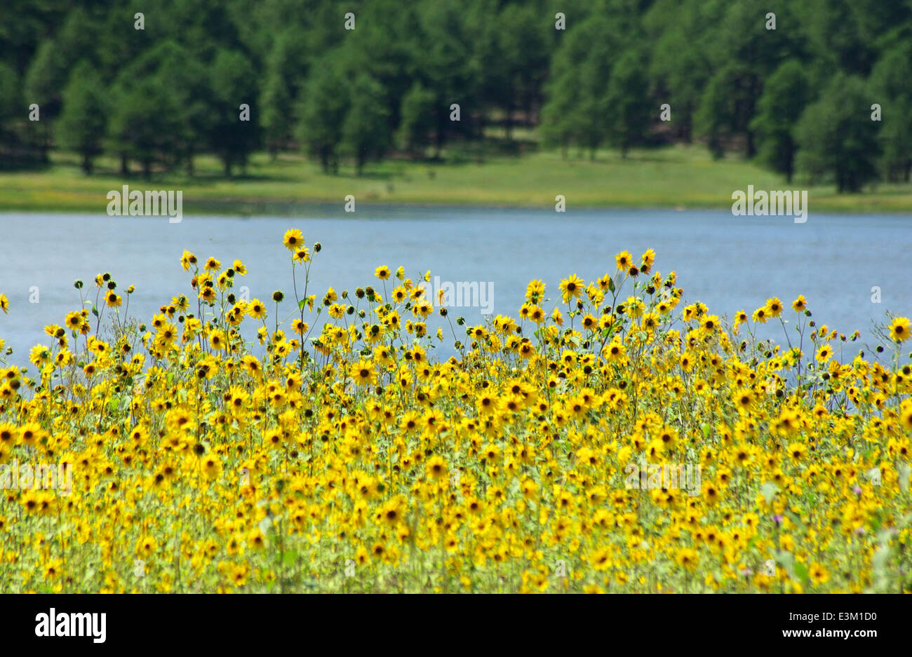 The vibrant sunflowers bloom at Lake Mary in the Coconino National ...