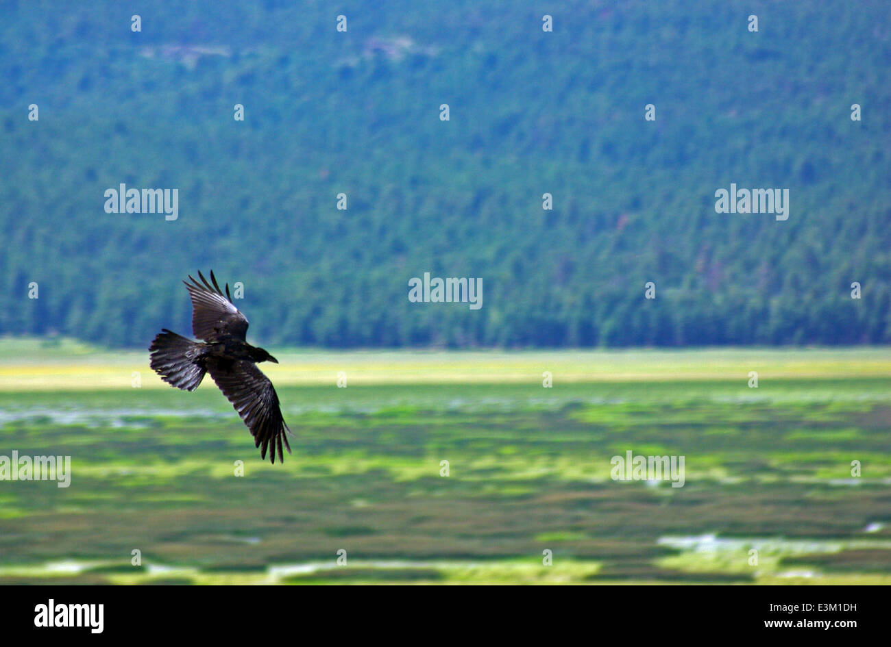 A black crow soars over Mormon Lake in the Coconino National Forest ...