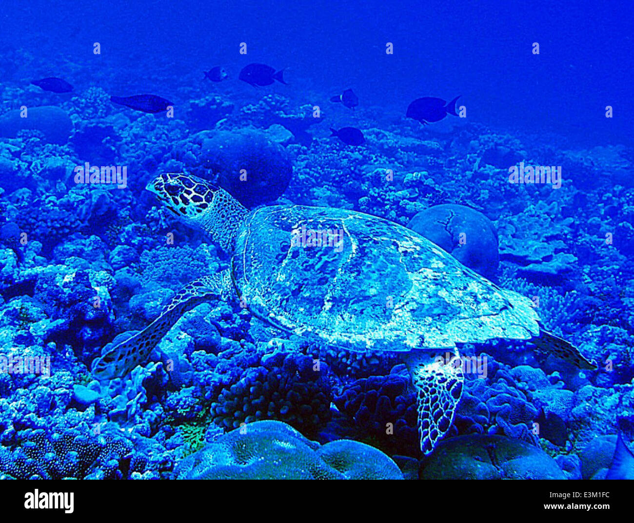 Hawksbillturtle hi-res stock photography and images - Alamy
