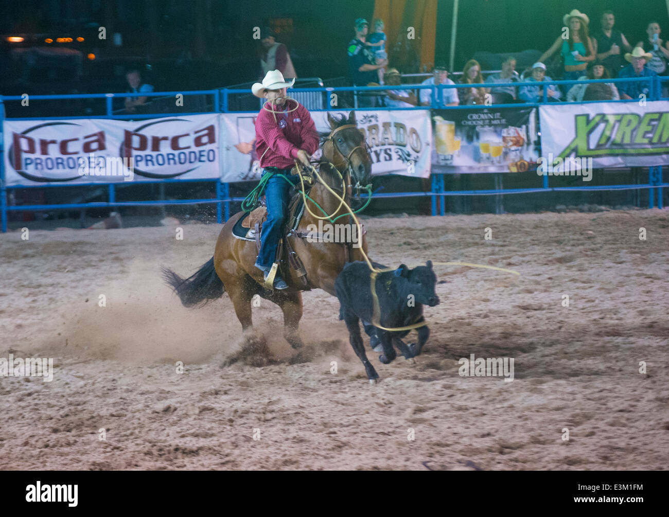 Cowboy Participating in a Calf roping Competition at the Helldorado ...