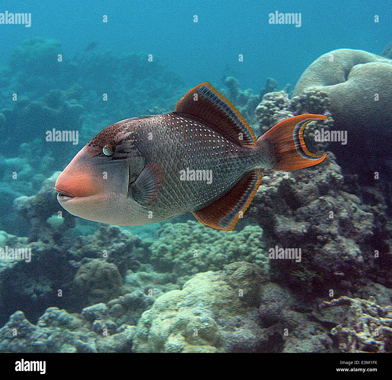 Yellow margin trigger fish Stock Photo - Alamy