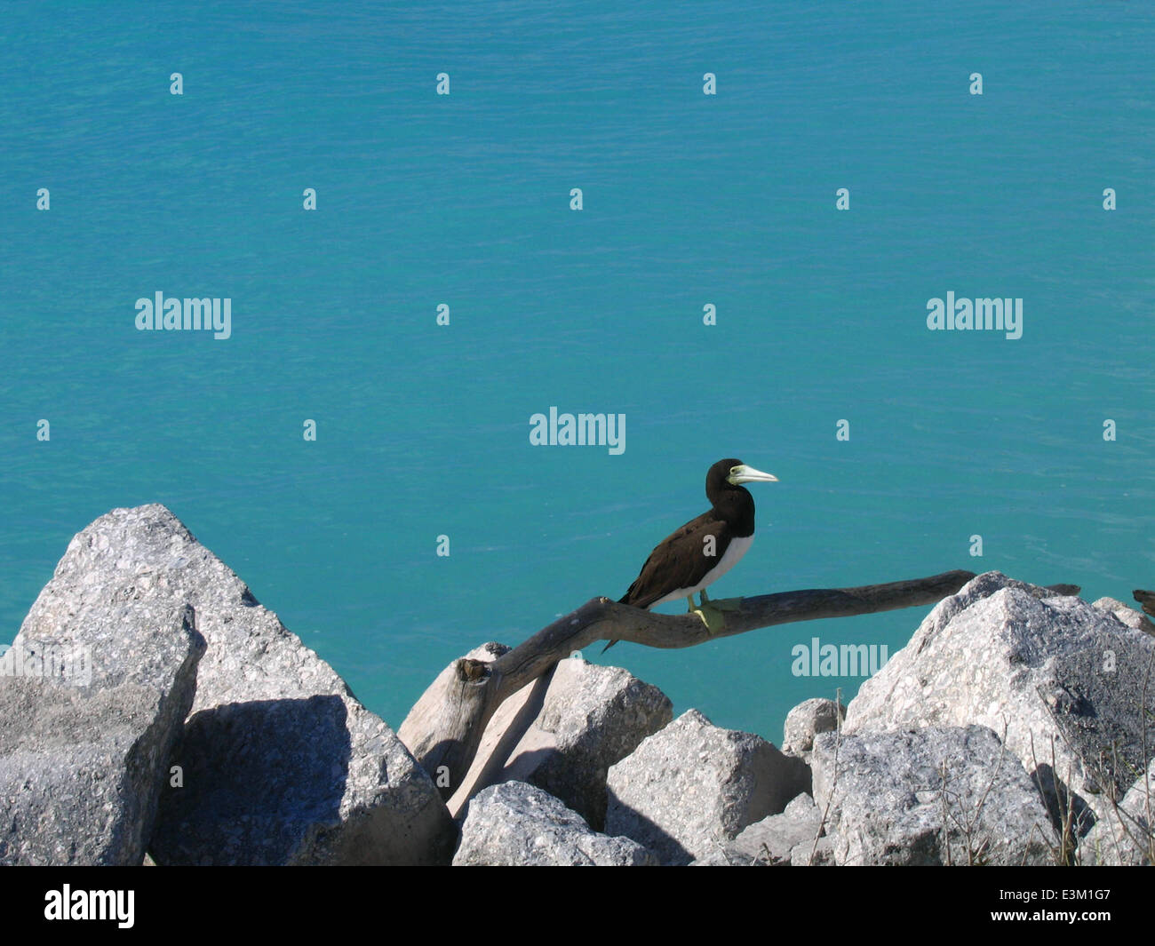 A Brown Booby, a large seabird, is pictured on Midway Atoll National ...
