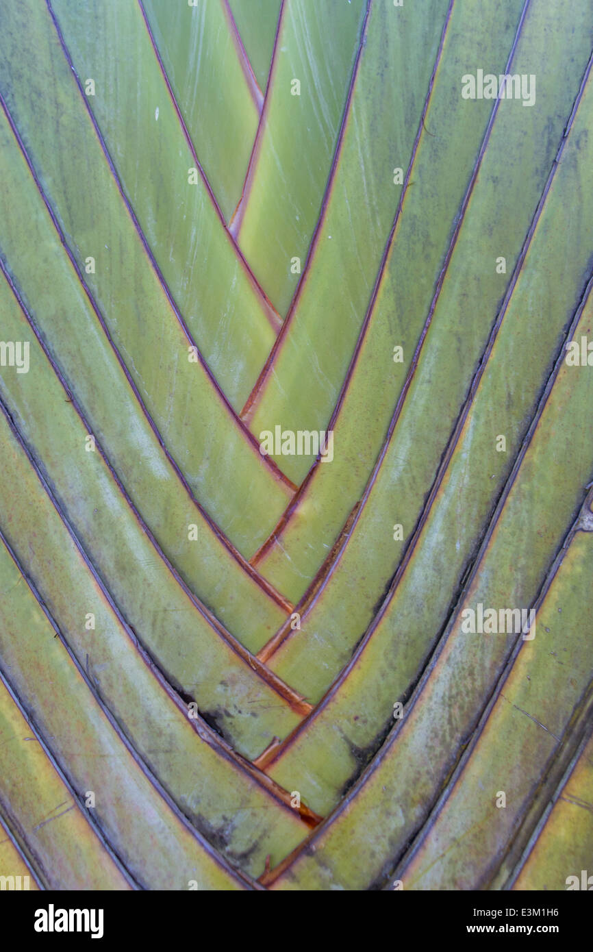 Tropical green palm tree background macro outside in summer Stock Photo ...