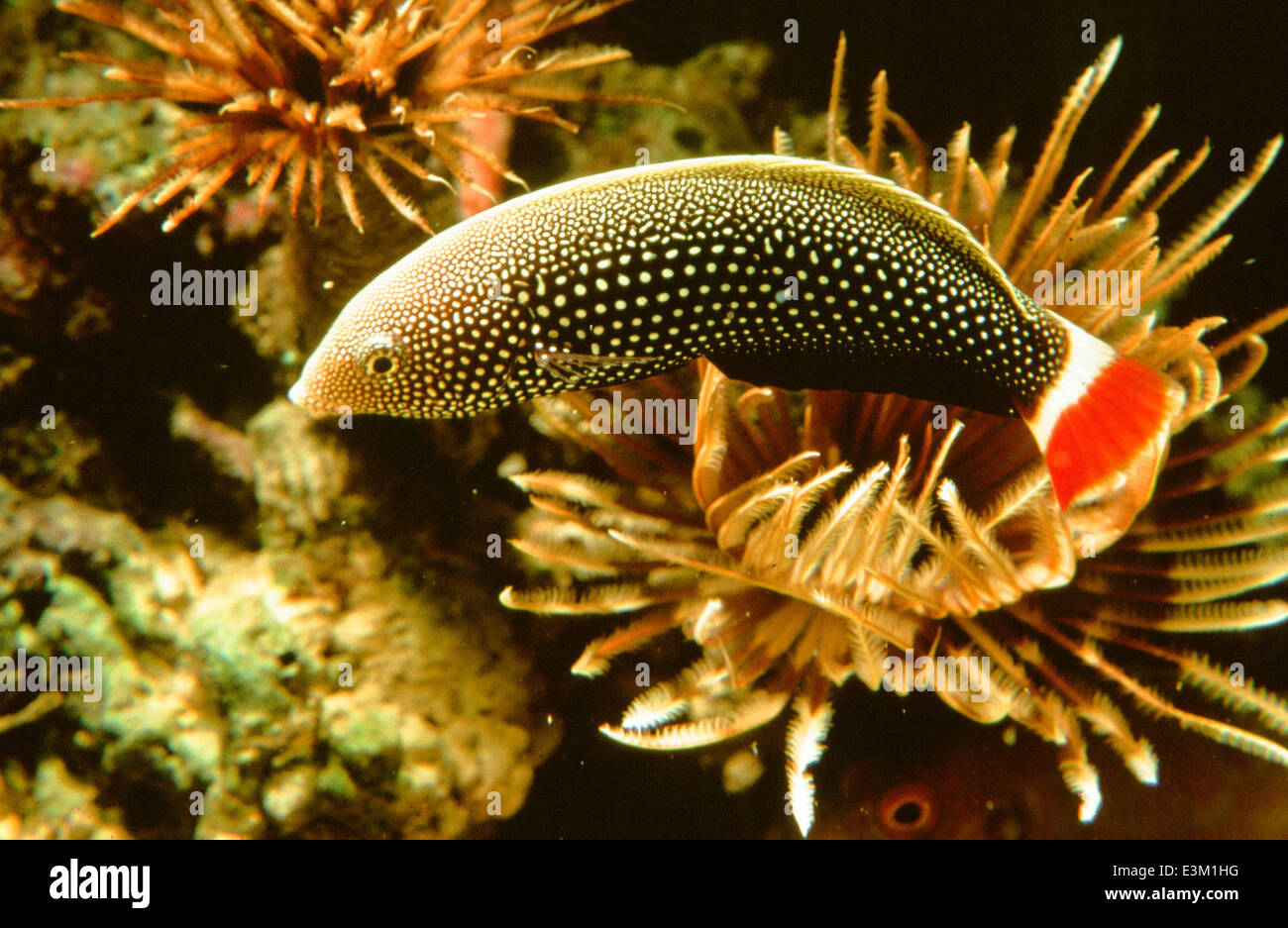 Hawaiian wrasse hi-res stock photography and images - Alamy