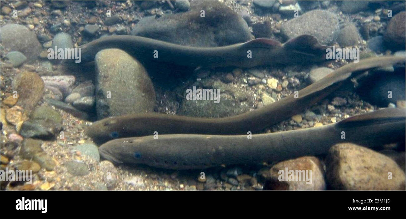 This image shows three adult Pacific Lampreys, a species considered ...