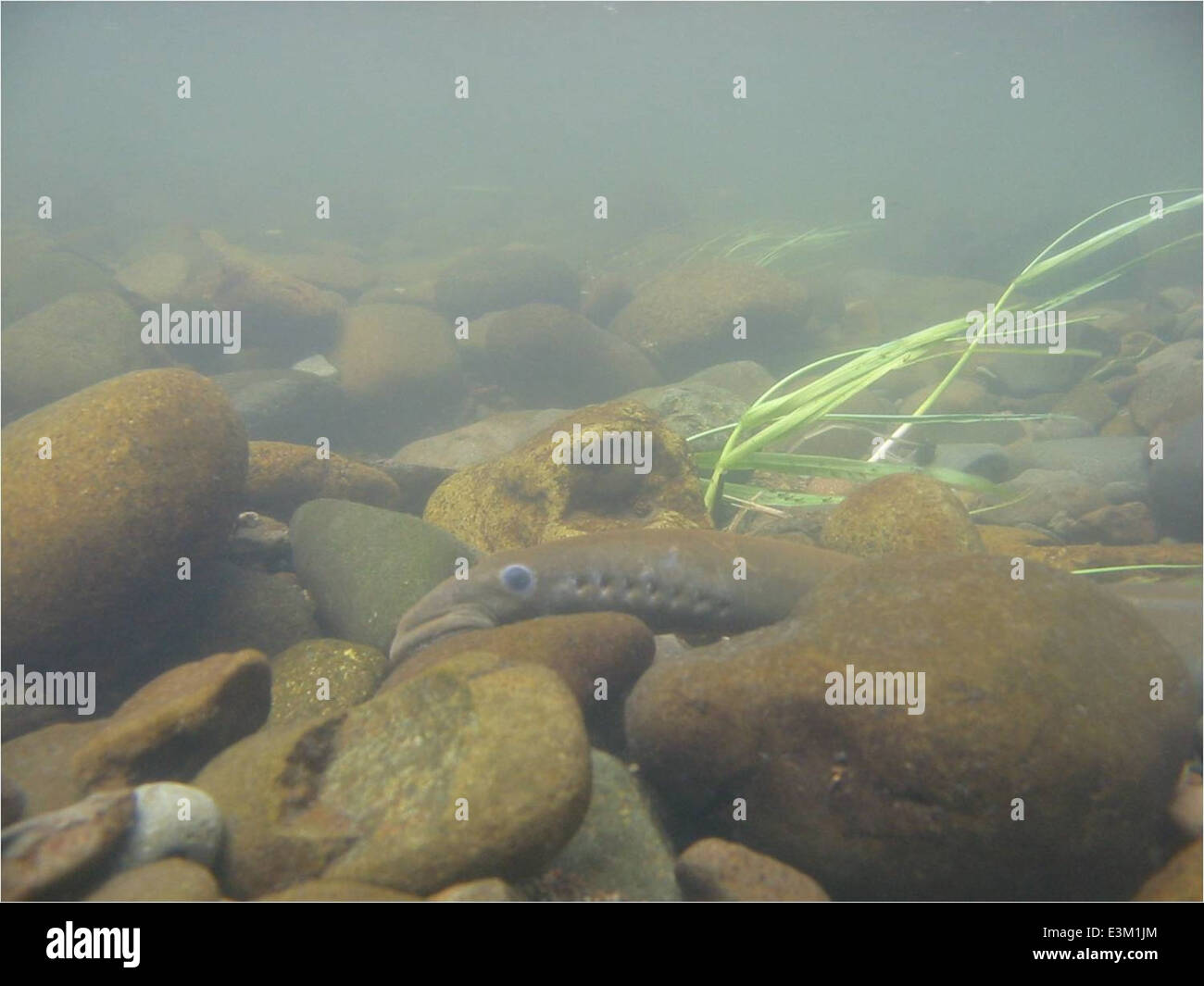 Pacific lampreys, a threatened species, are shown resting on rocks ...