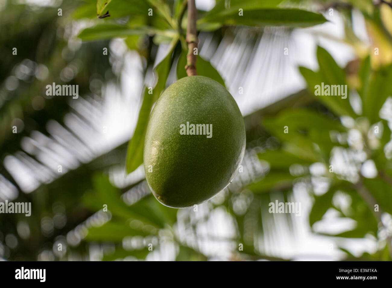 Fresh green mango fruit plant tree outside in summer tropical Stock ...
