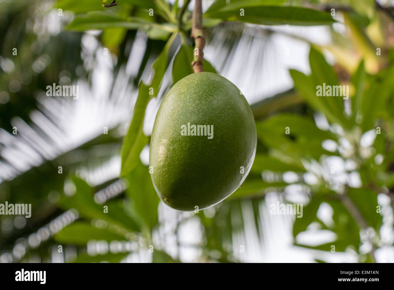 Fresh green mango fruit plant tree outside in summer tropical Stock ...