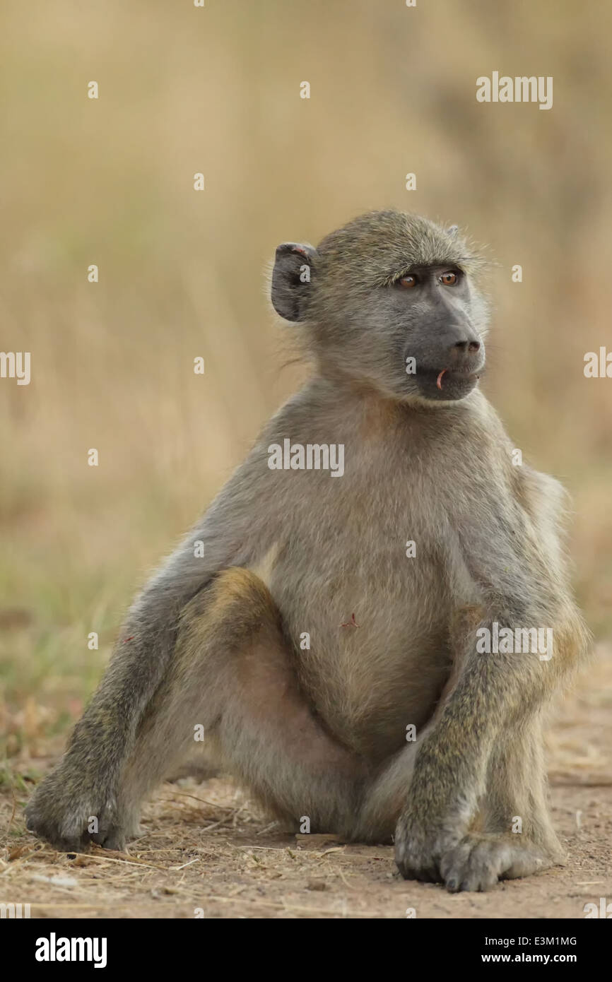 A chacma baboon Stock Photo - Alamy