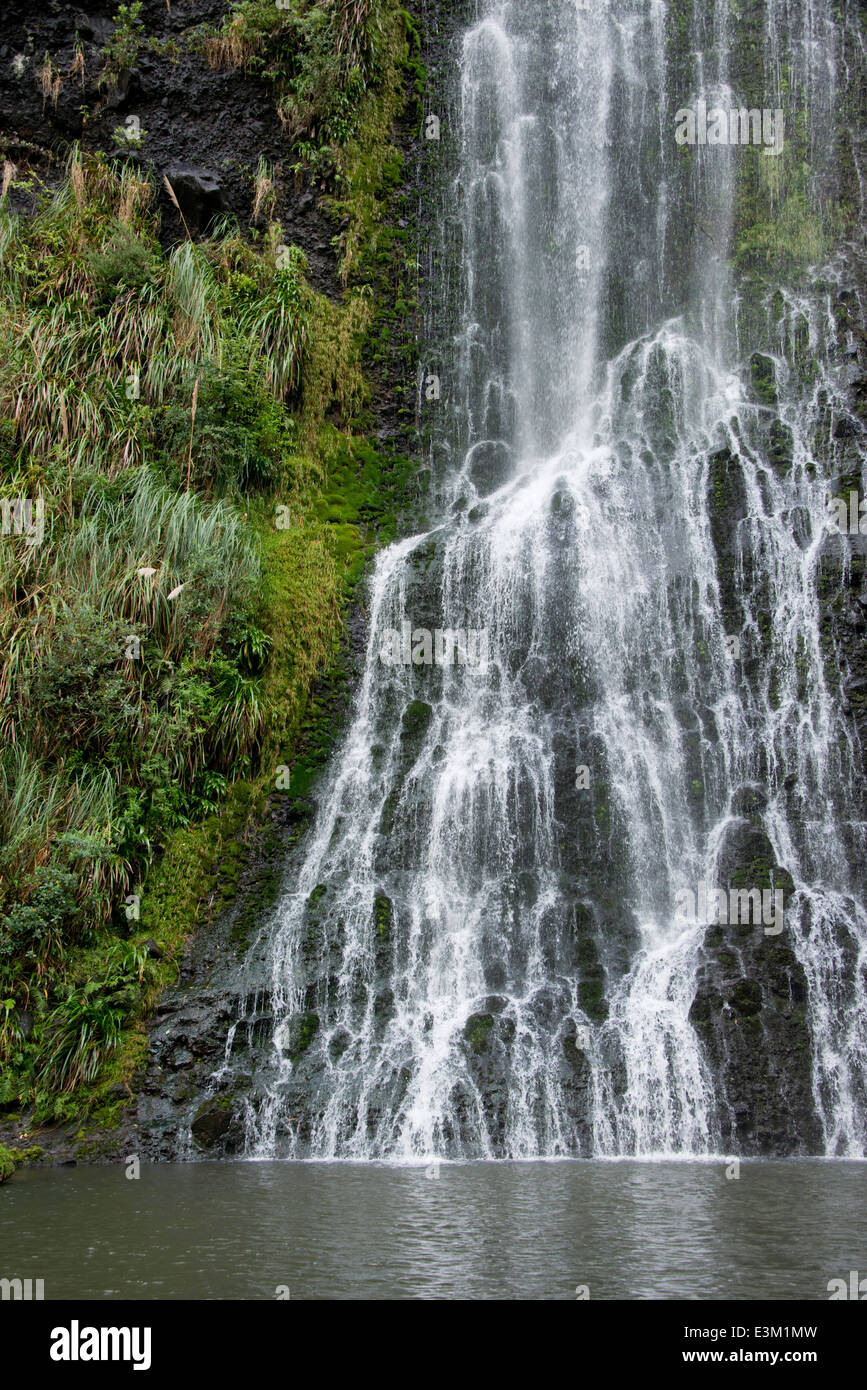 New Zealand, North Island, Auckland. Waitakere Ranges Regional Park ...