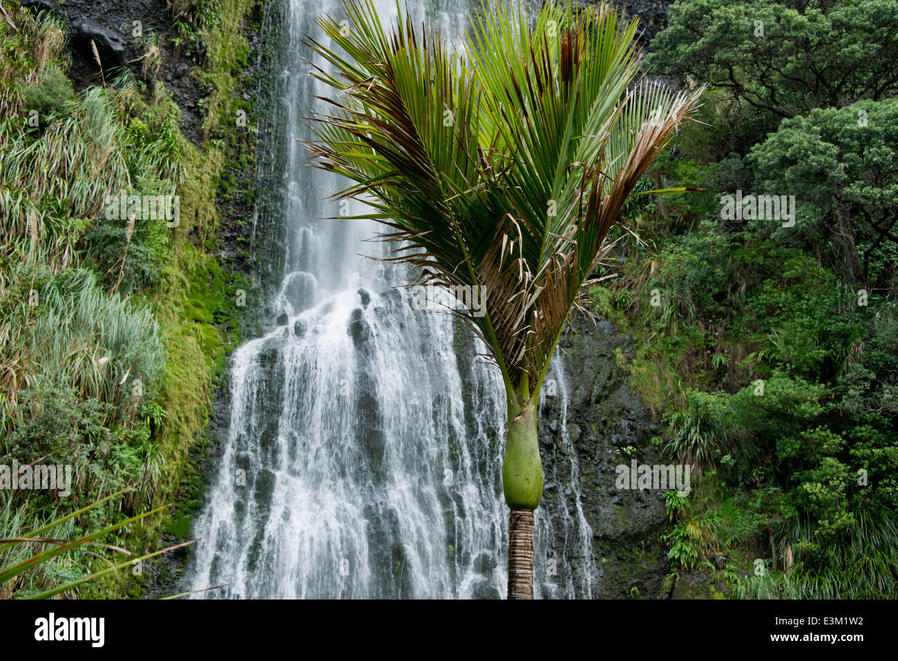 New Zealand, North Island, Auckland. Waitakere Ranges Regional Park ...