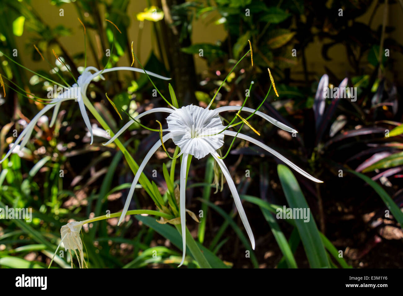Beautiful white spider lily, Hymenocallis littoralis, with its ...