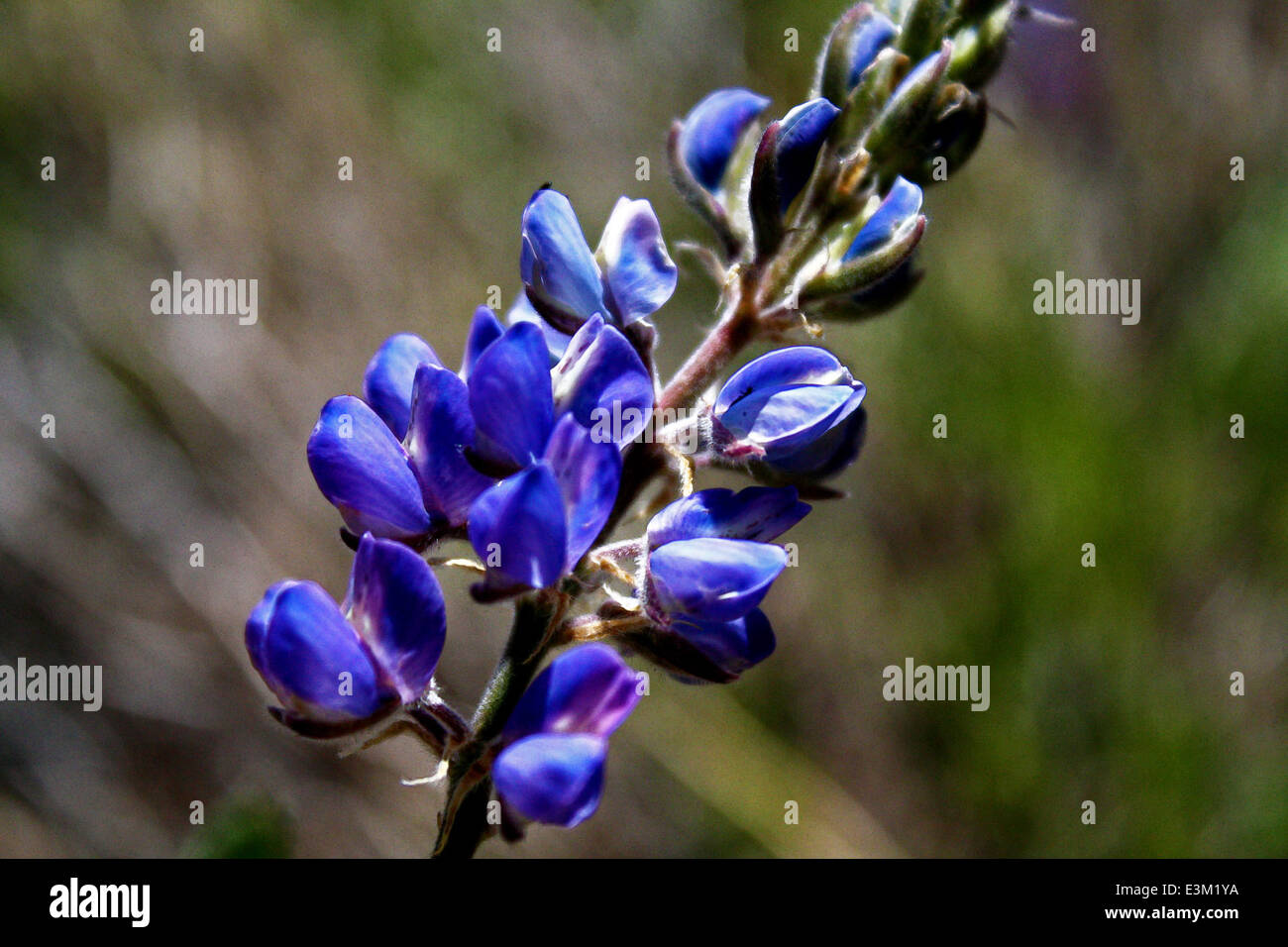 Silver lupine hi-res stock photography and images - Alamy