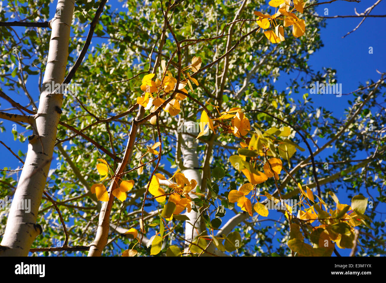 The 2010 fall season in Coconino National Forest highlighted the ...