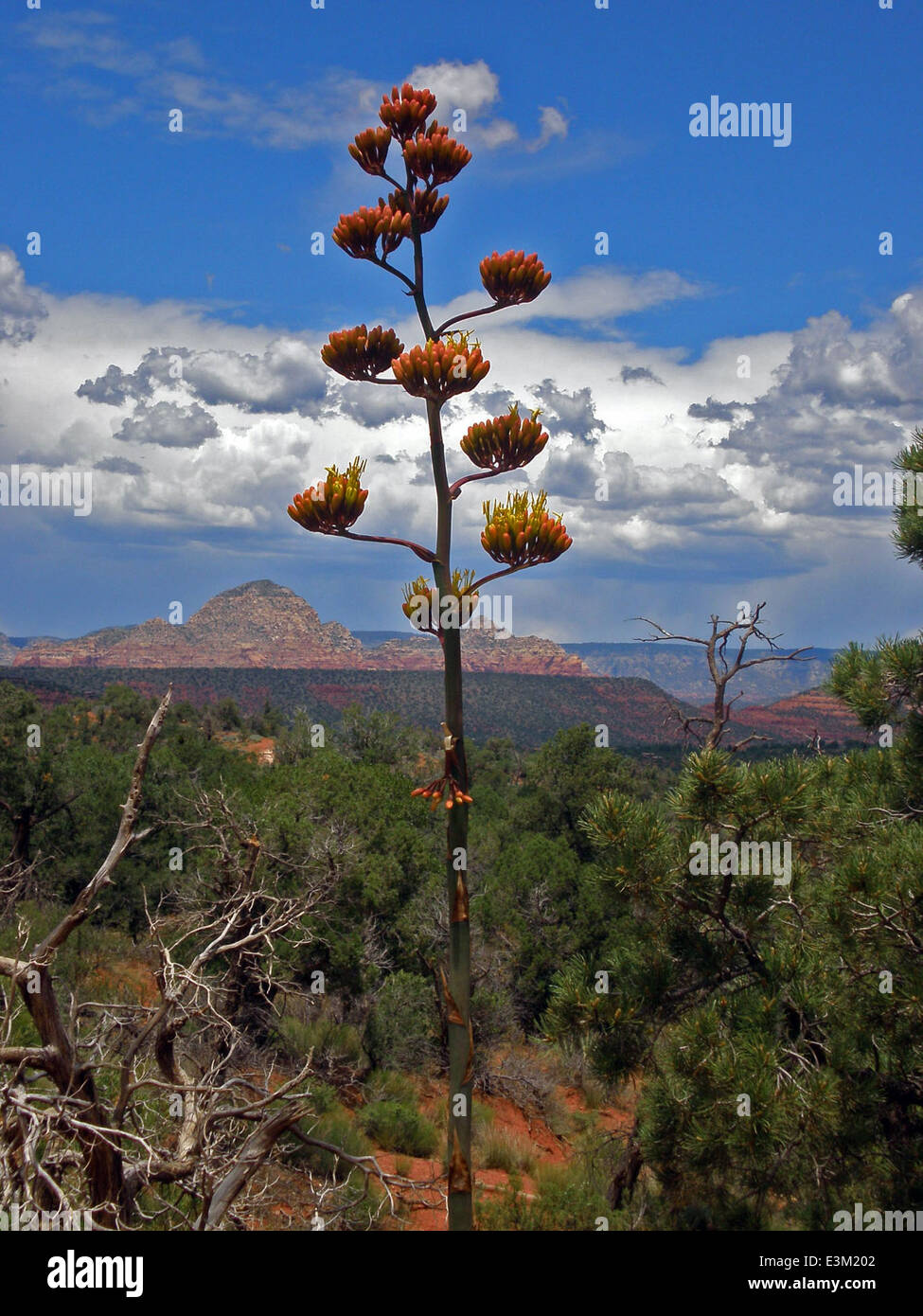 Centuryplant hi-res stock photography and images - Alamy