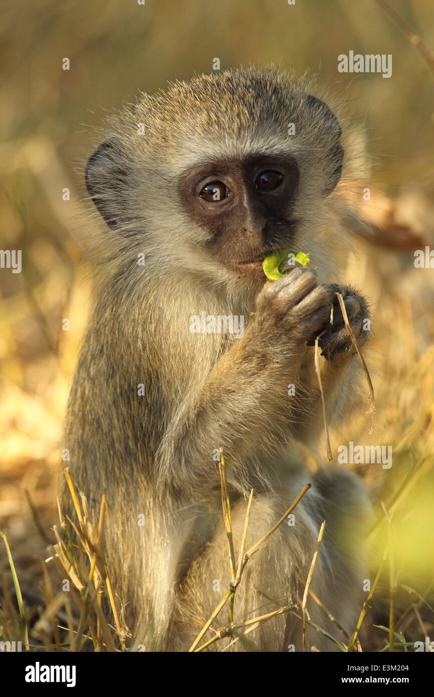 A vervet monkey Stock Photo - Alamy