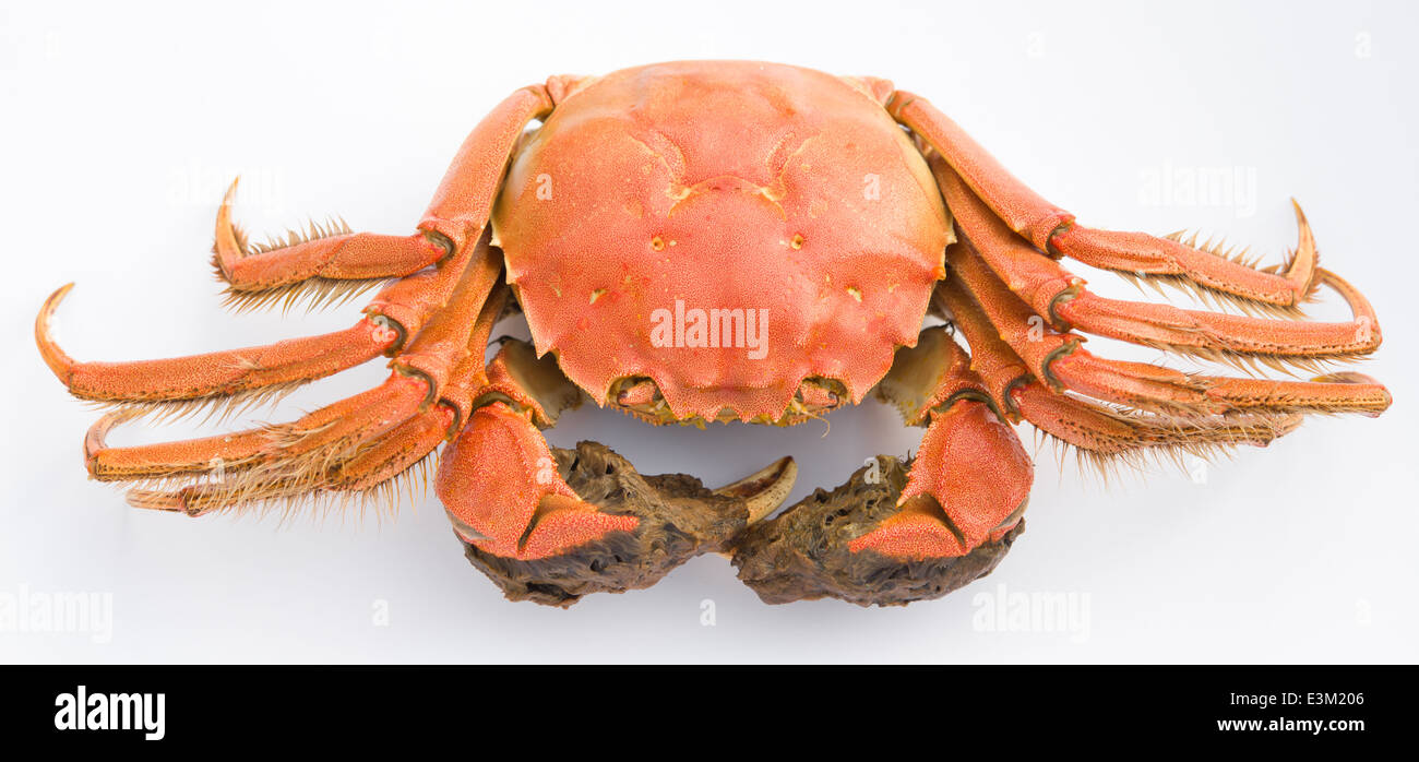 top view cooked crab with claws opened on a white background Stock ...