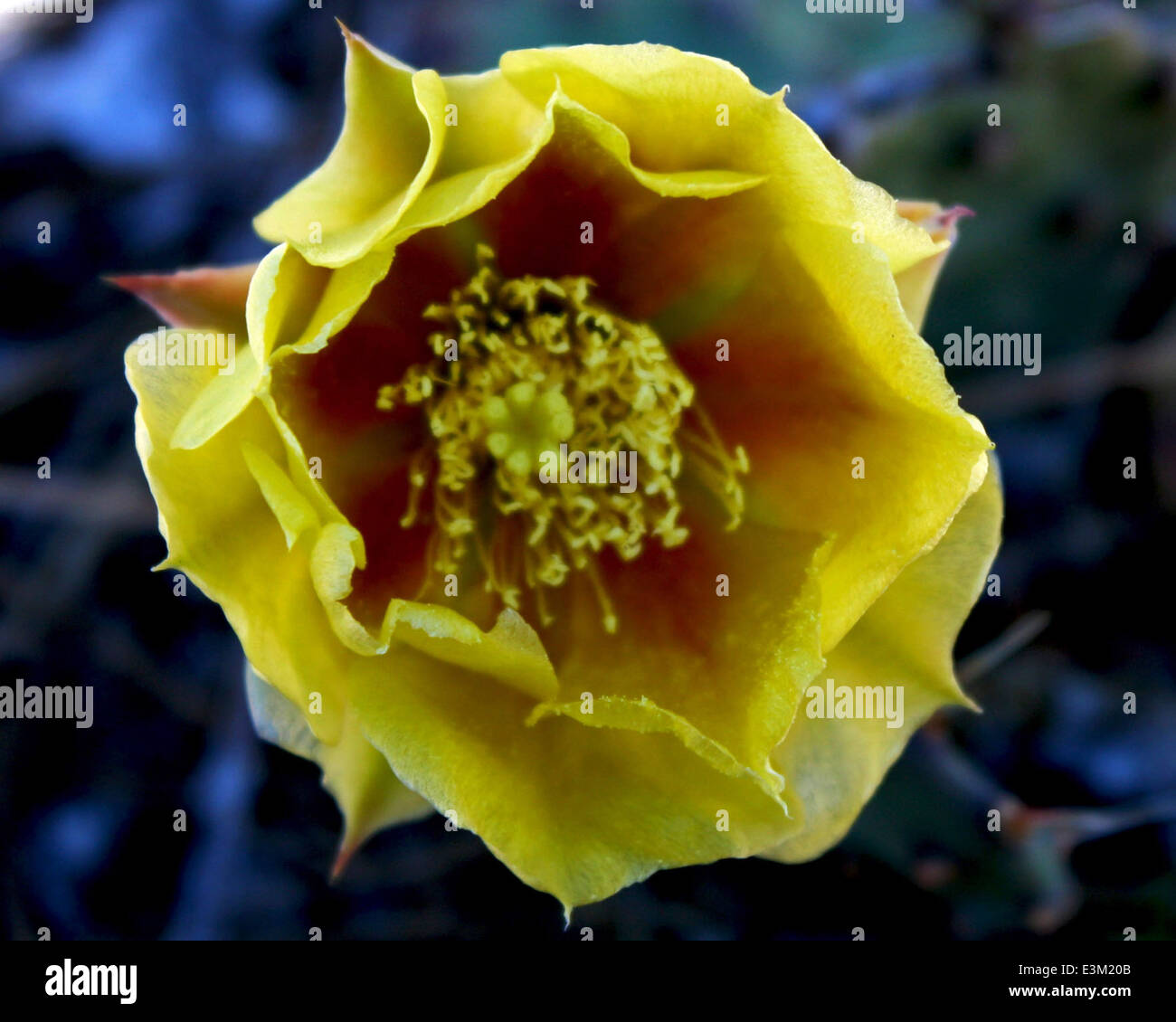 A Prickly Pear Cactus blossom in Coconino National Forest. This cactus ...