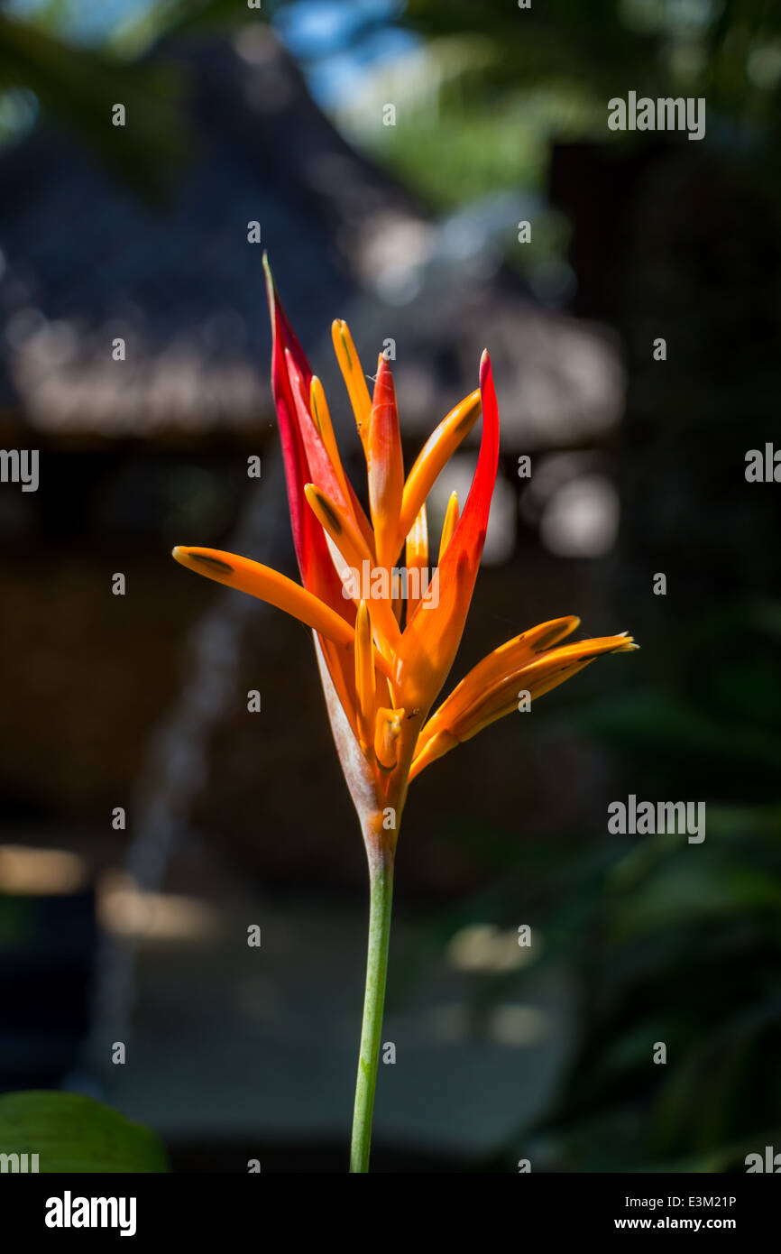 Colorful orange hybrid tropical strelitzia flowers with large lush ...