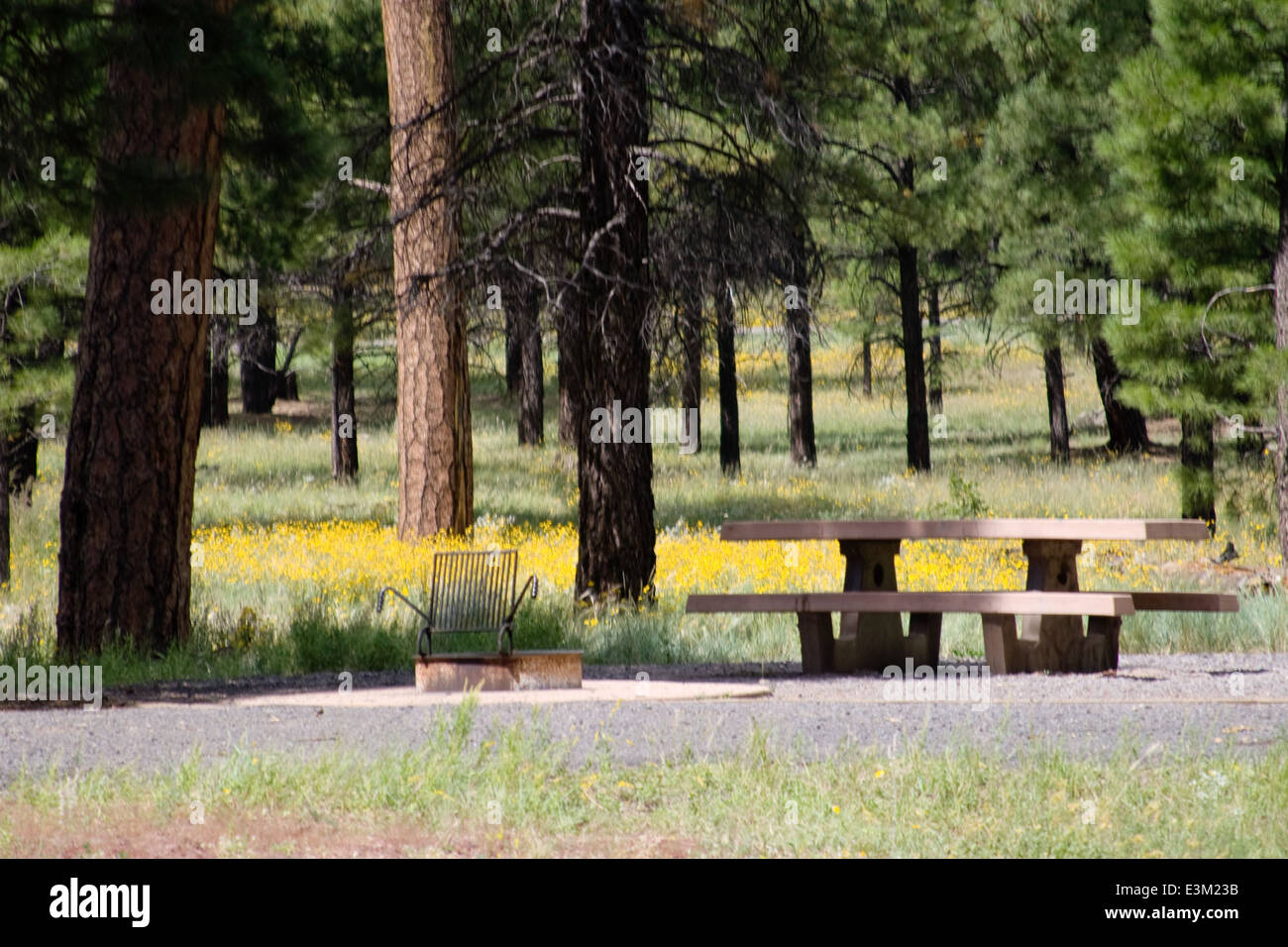 White Horse Lake Campground, located in the Williams Ranger District of Kaibab National Forest ...