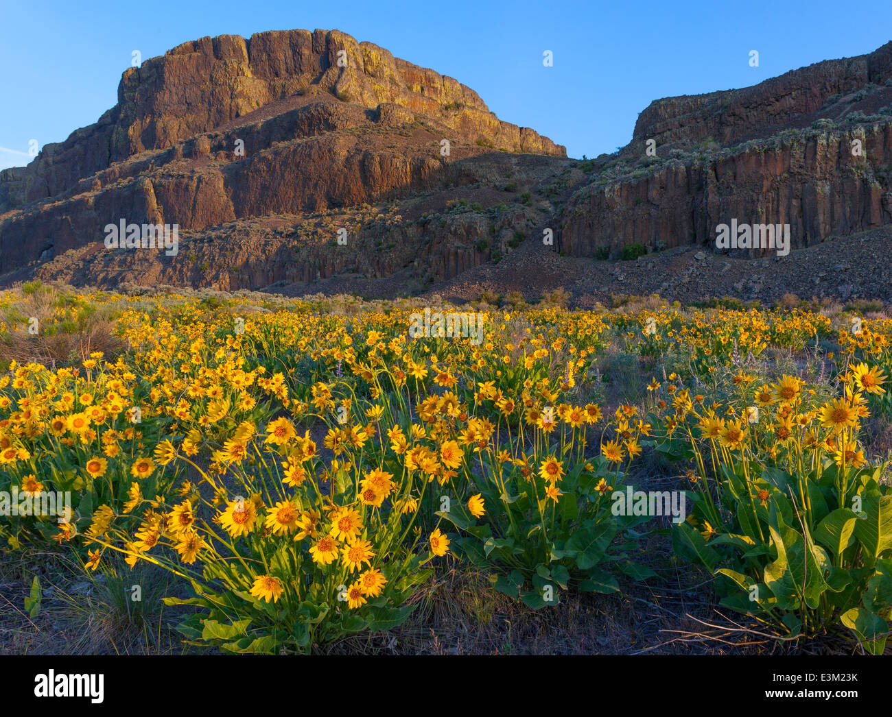 Steamboat Rock State Park, WA: Morning light on arrowleaf balsam root ...