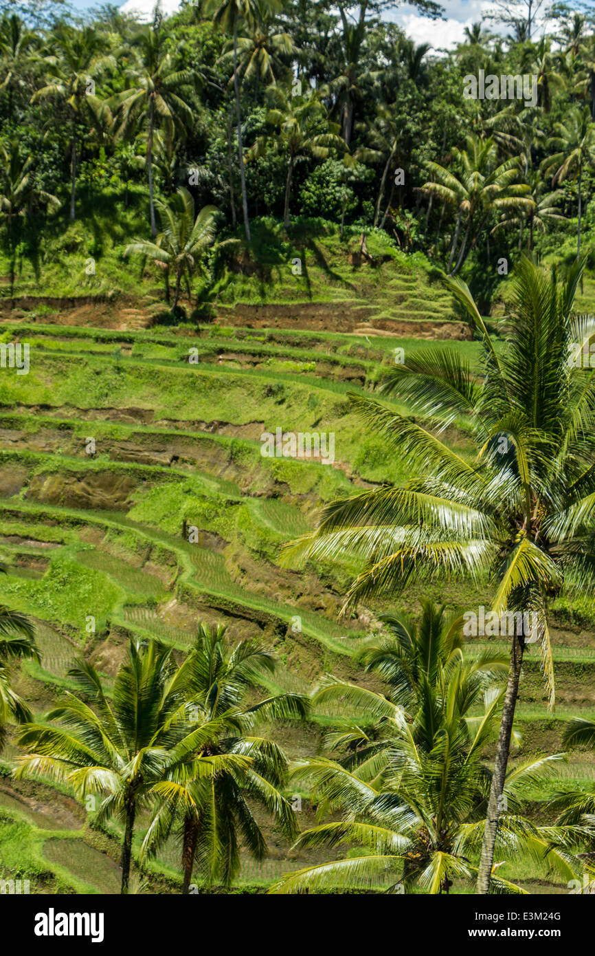 Lush green terraced farmland in Bali on a steep hillside with rice ...