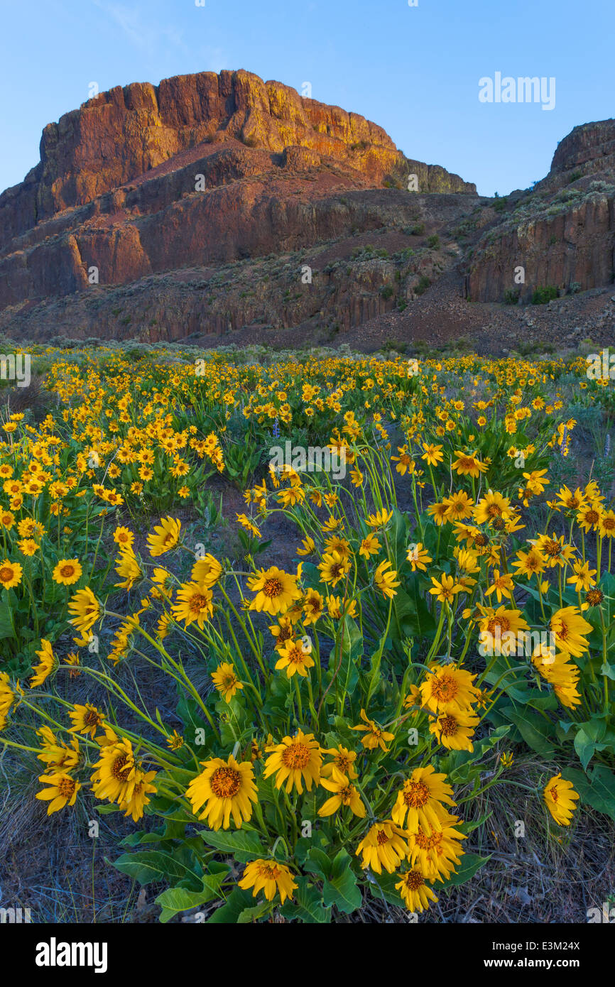 Steamboat Rock State Park, WA: Morning light on arrowleaf balsam root ...