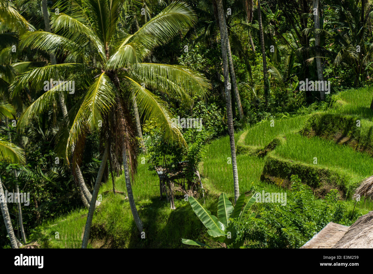 Lush green terraced farmland in Bali on a steep hillside with rice ...