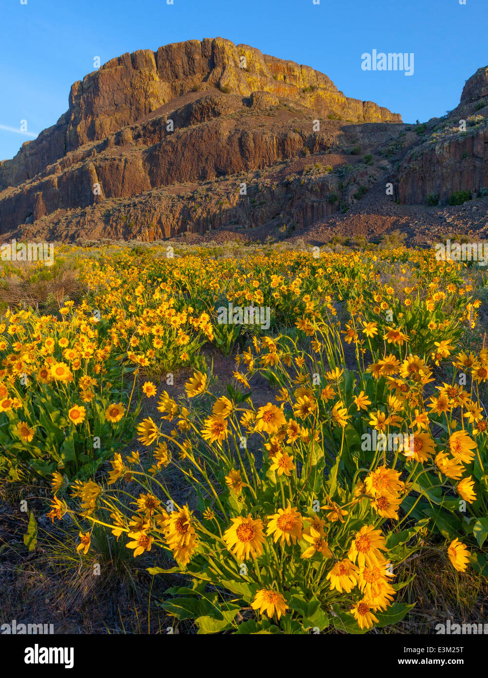 Steamboat Rock State Park, WA: Morning light on arrowleaf balsam root ...