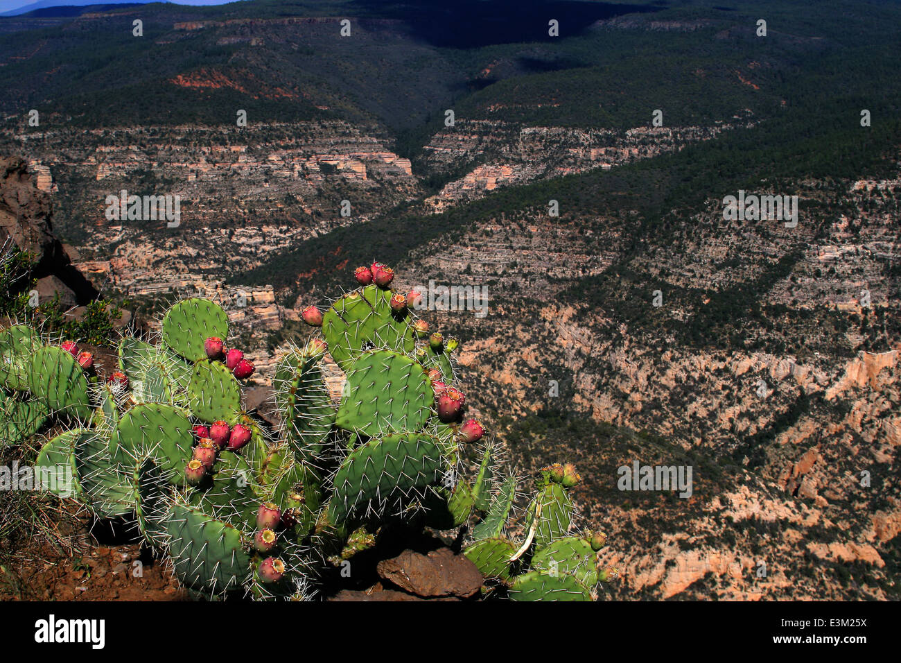 Sycamore Canyon, located in the Kaibab National Forest, offers scenic ...
