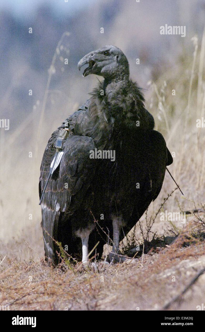 The California condor, a critically endangered species, faces threats ...