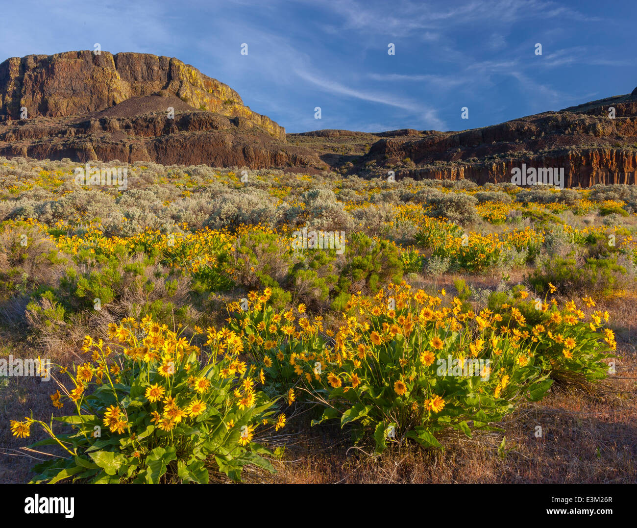 Steamboat Rock State Park, WA: Morning light on arrowleaf balsam root ...