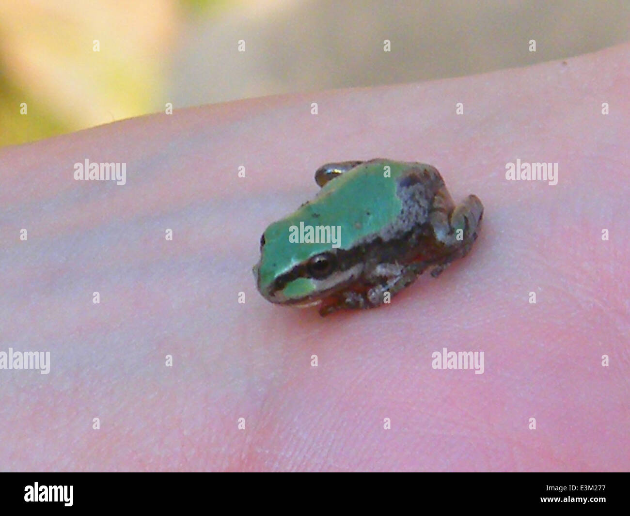 Tiny tree frogs are photographed at Keyhole Sink, located in the ...