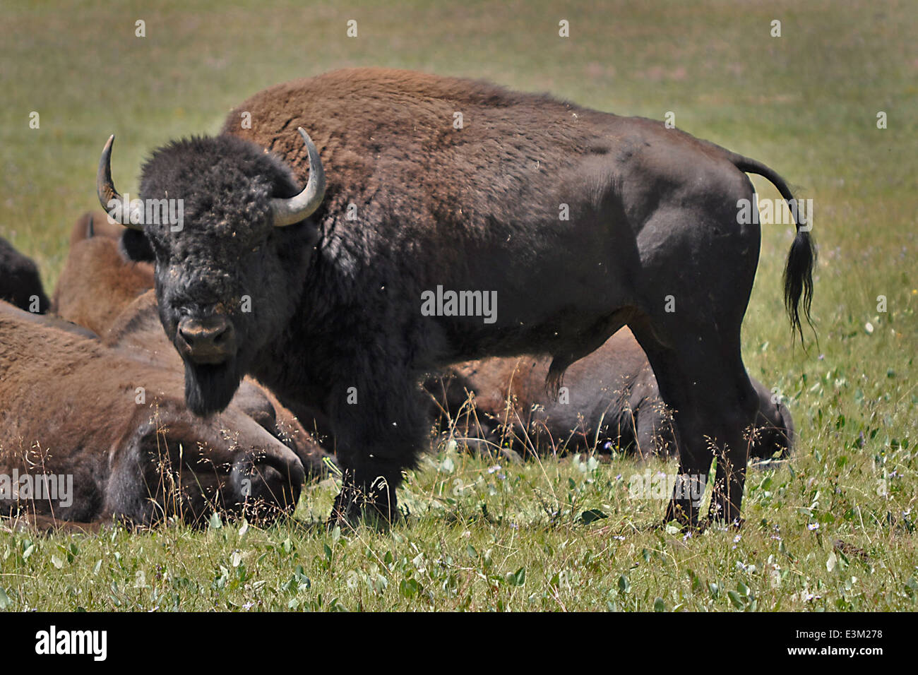 The Houserock Valley Bison Herd in the Kaibab National Forest provides ...