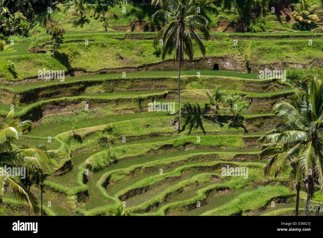 Lush green terraced farmland in Bali on a steep hillside with rice ...