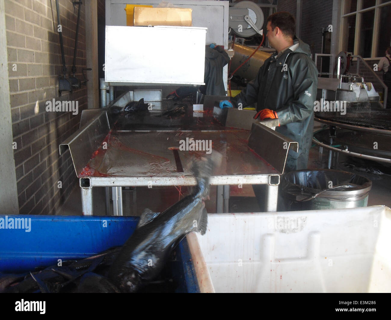 Passive integrated transponder hi-res stock photography and images - Alamy