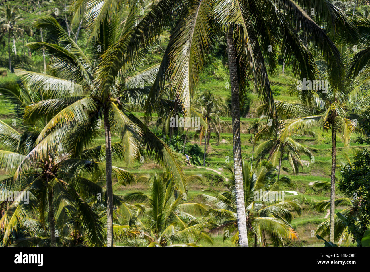 Lush green terraced farmland in Bali on a steep hillside with rice ...