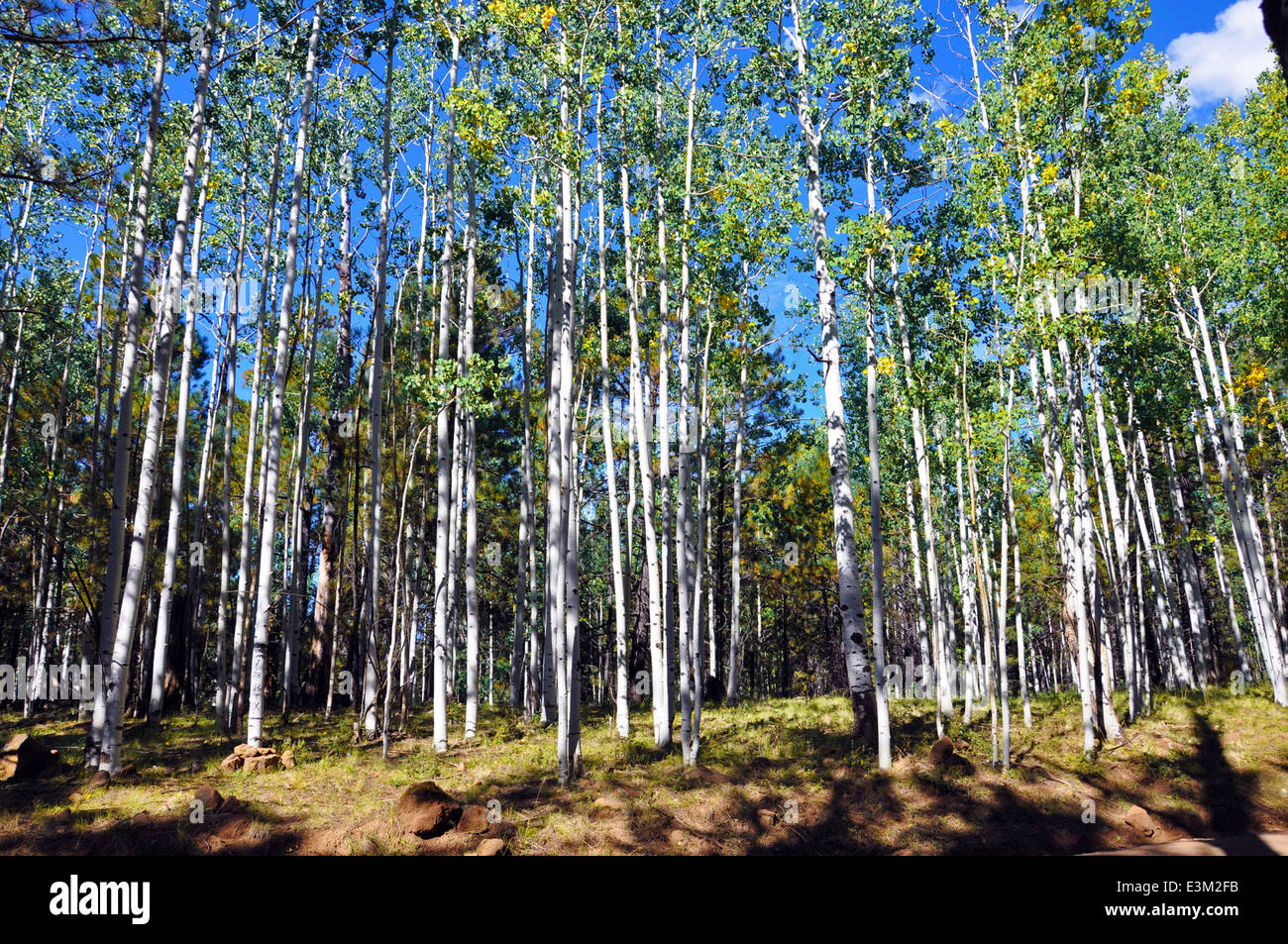 Hart prairie hi-res stock photography and images - Alamy