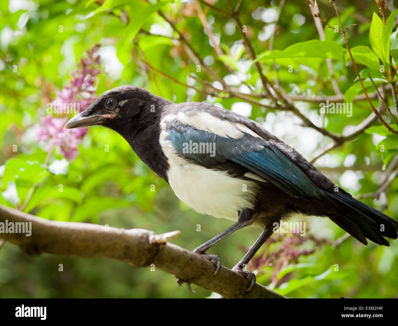 A Black-billed Magpie (Pica hudsonia) fledgling (age: approximately 3-4 ...