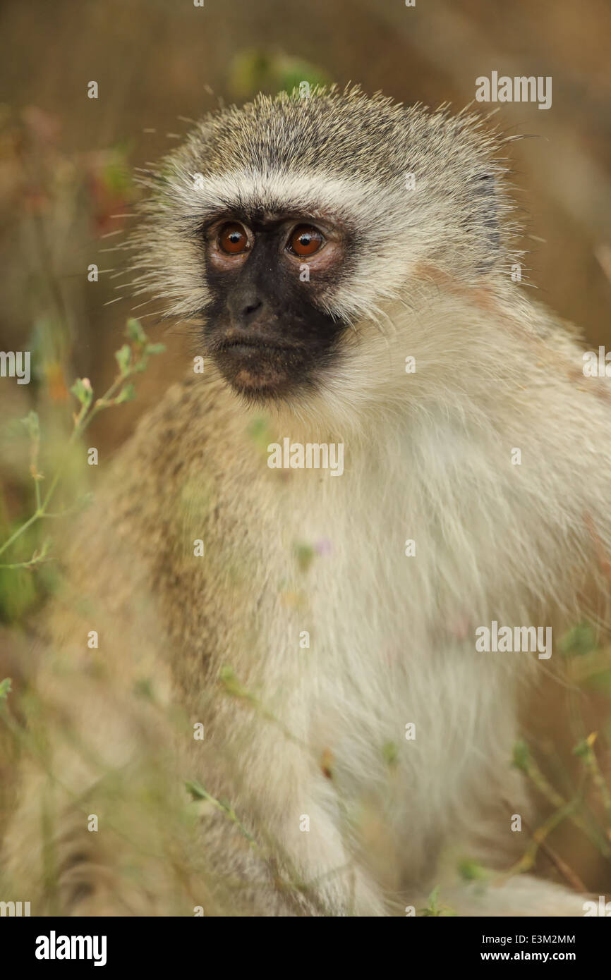 A vervet monkey portrait Stock Photo - Alamy