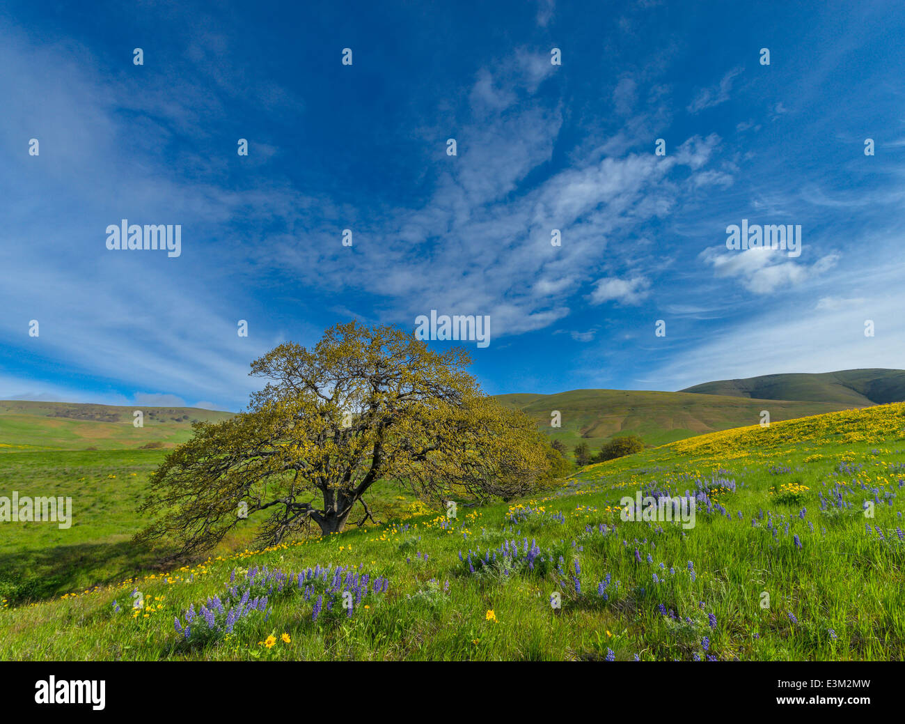 Columbia Hills State Park, Washington Columbia Gorge National Scenic ...