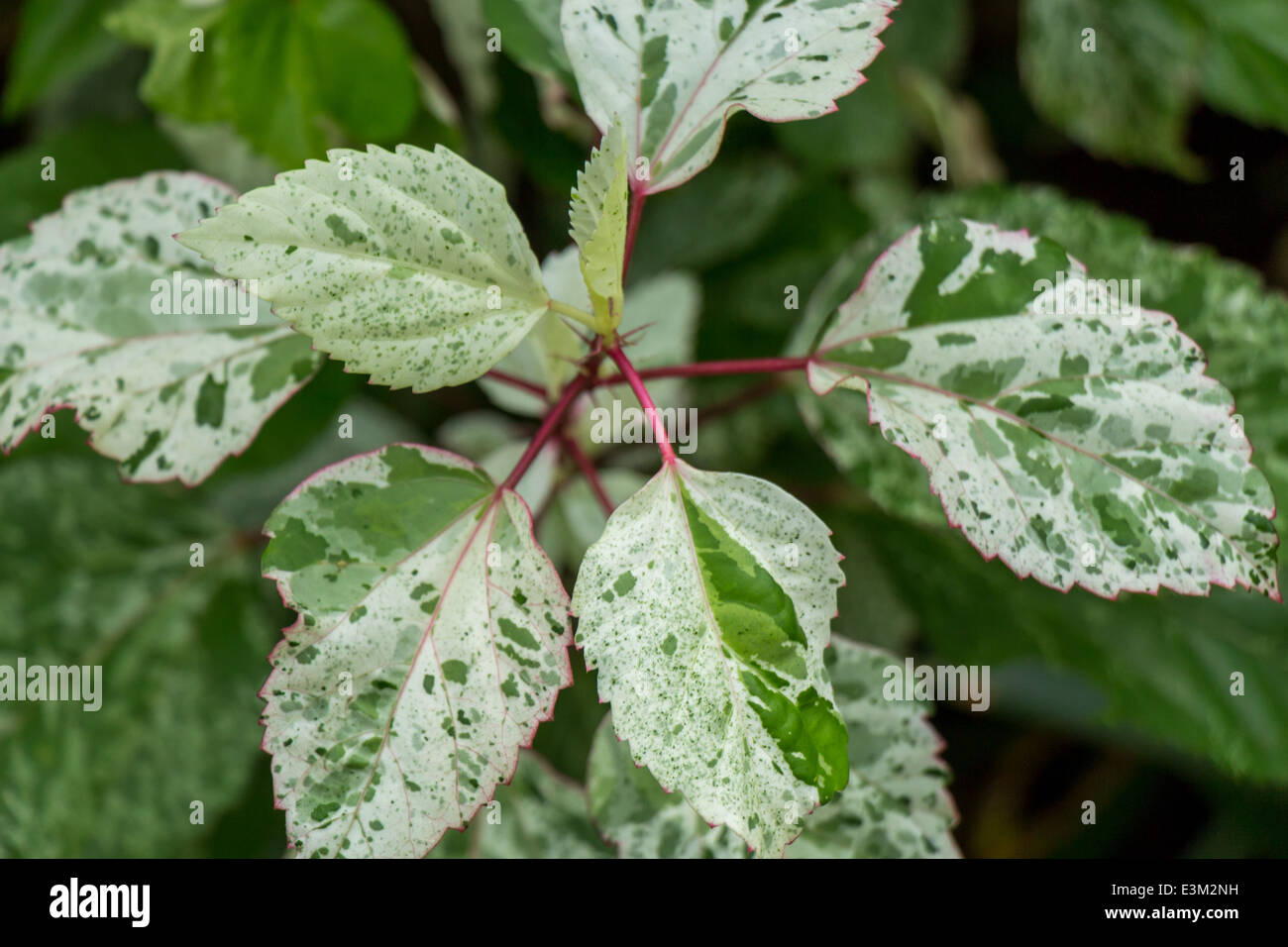 Overhead view of an ornamental variegated leafy shrub with patterned ...