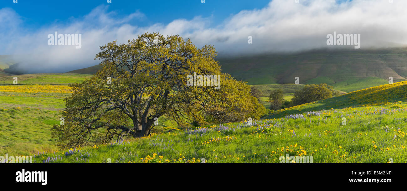 Columbia Hills State Park, Washington Columbia Gorge National Scenic ...