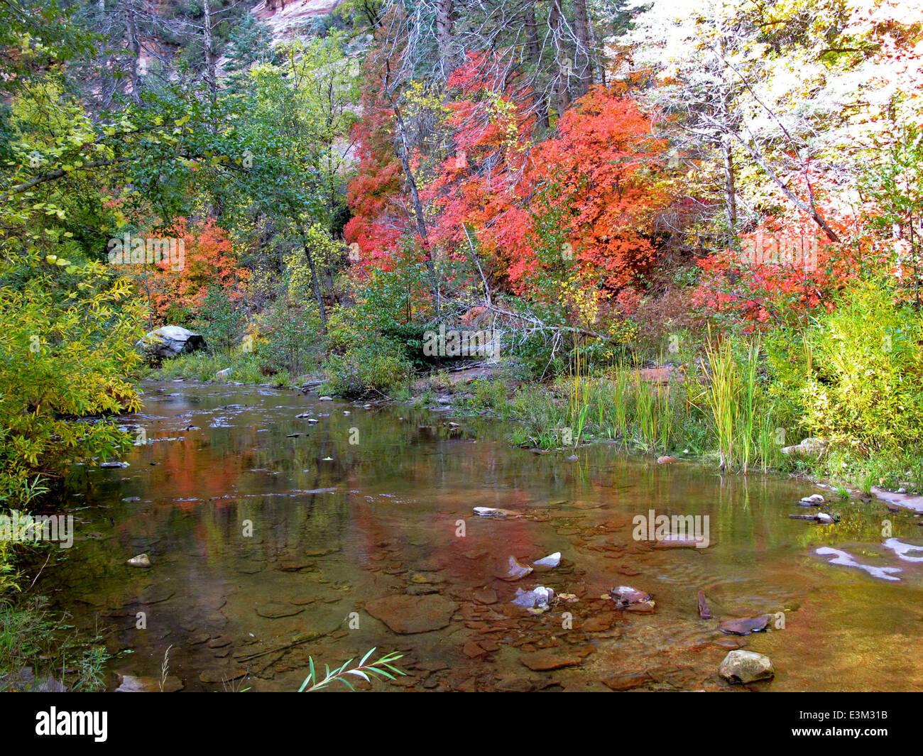 Fall colors in West Fork, Coconino National Forest, showcasing vibrant ...