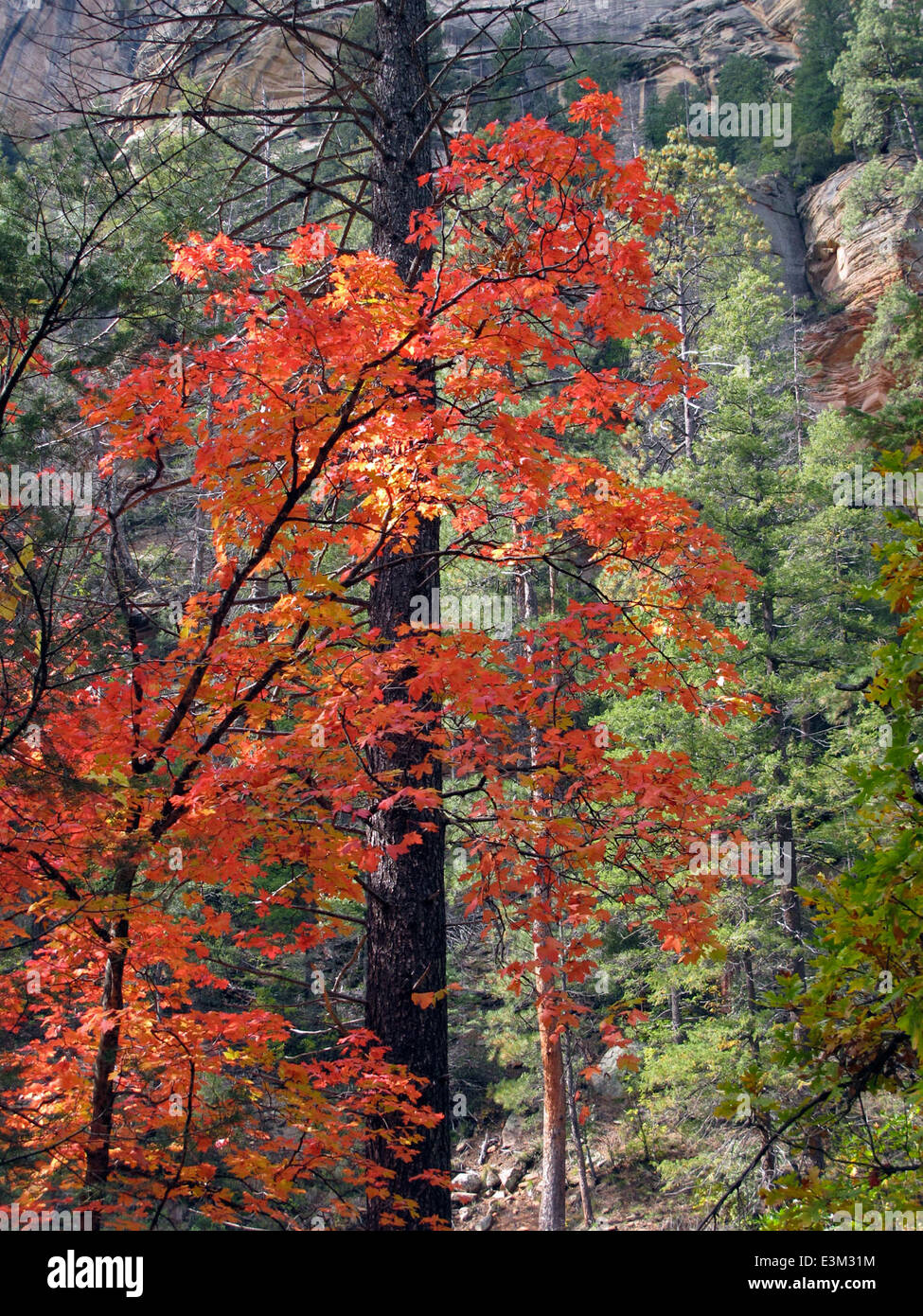 Fall Colors in West Fork - 2010 Stock Photo - Alamy